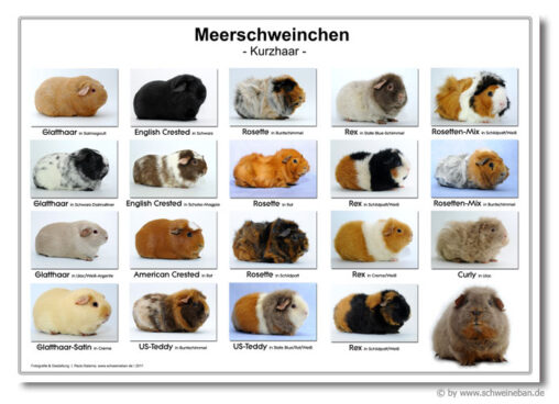 Haarstruktur – Farben – Rassen | Schweineban.de – Meerschweinchen und mehr