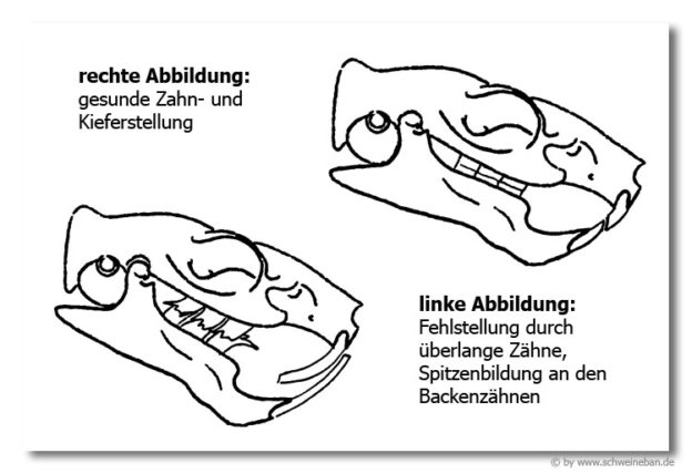 Zähne | Schweineban.de – Meerschweinchen und mehr