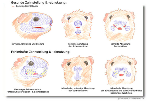 Zähne | Schweineban.de – Meerschweinchen und mehr